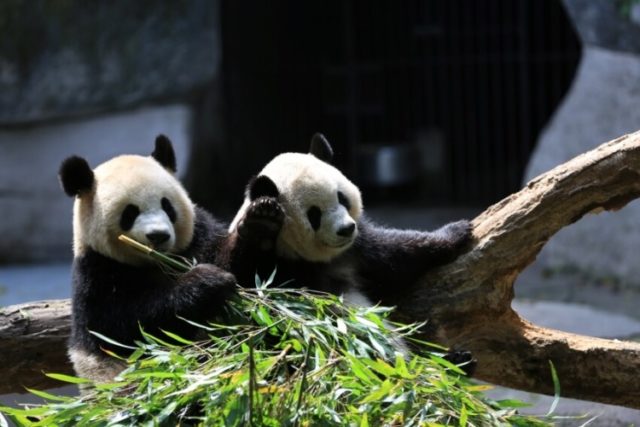 Giant Panda: Why Are Pandas Endangered?
