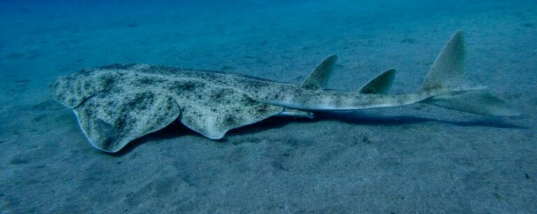 Angel Shark: Why Is It Endangered?