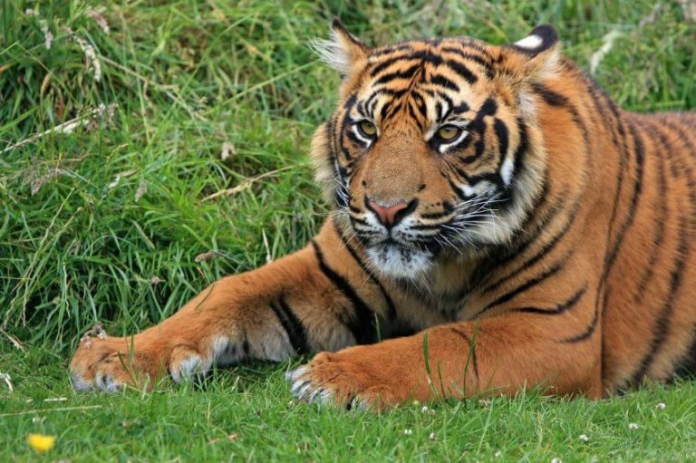 Sumatran Tiger: Why Is It Endangered?