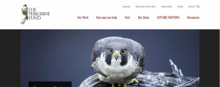 The Peregrine Fund