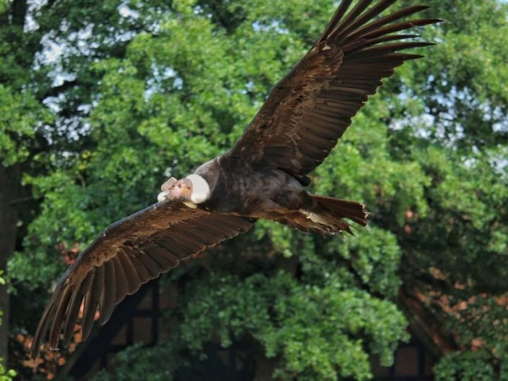 California Condor: Why Is It Endangered?