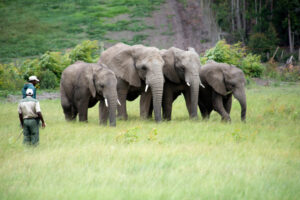 Difference Between African and Asian Elephants: A Comprehensive Comparison