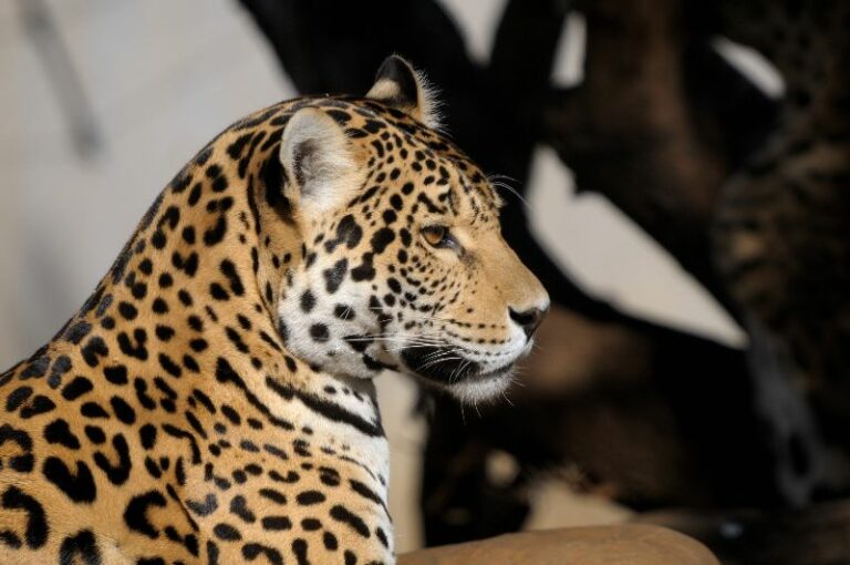 Jaguar Conservation Fund