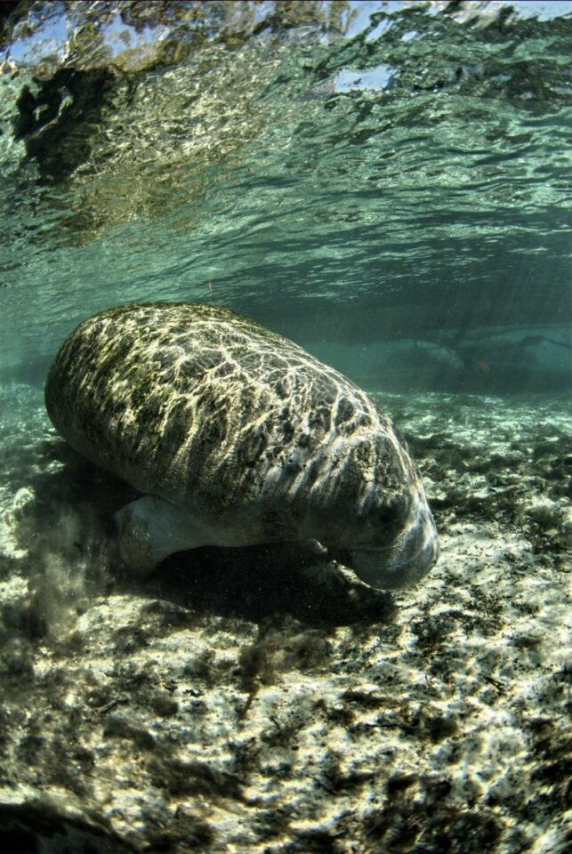 Florida Manatee: Why Is It Endangered?