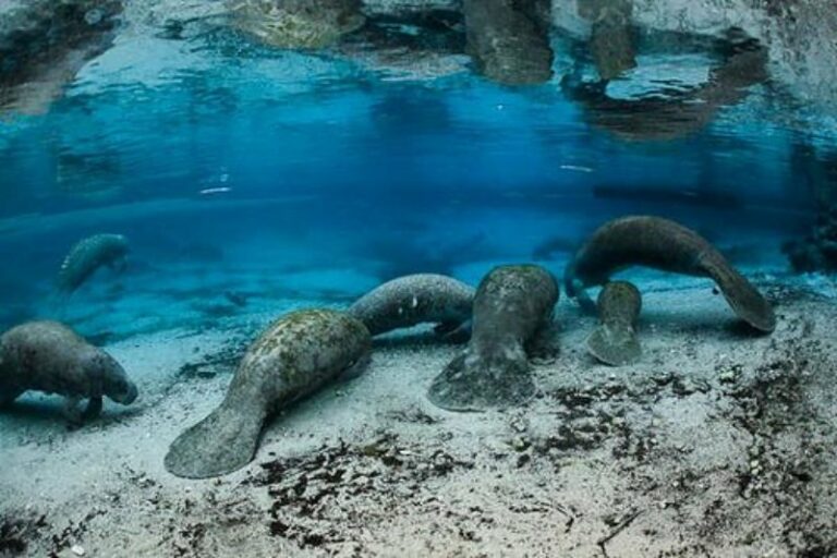 Florida Manatee: Why Is It Endangered?