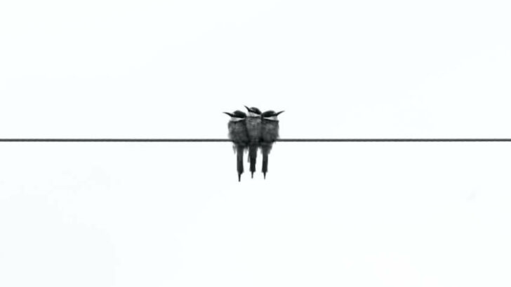 10 Most Comfortable Animals in the World