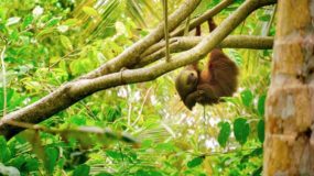 Sloths: Cute or Dangerous? Facts You Need to Know