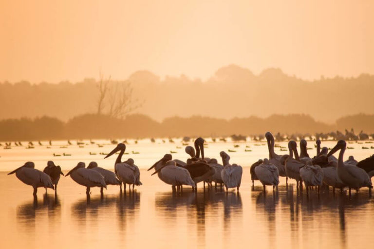 19 Fascinating Facts About Wetlands 19-fascinating-facts-about-wetlands