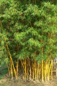 20 Different Types of Bamboo Around the World