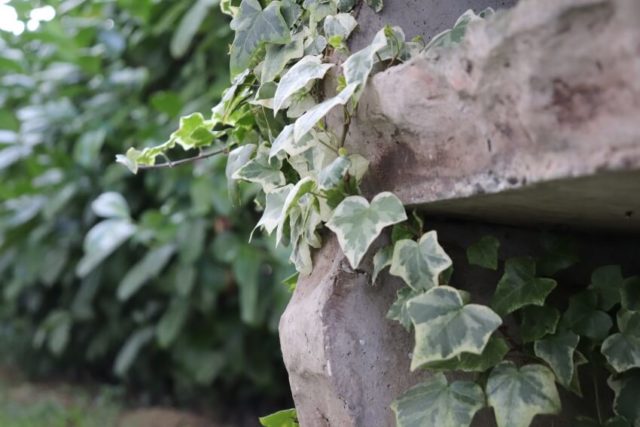 20 Different Types of Ivy Around the World