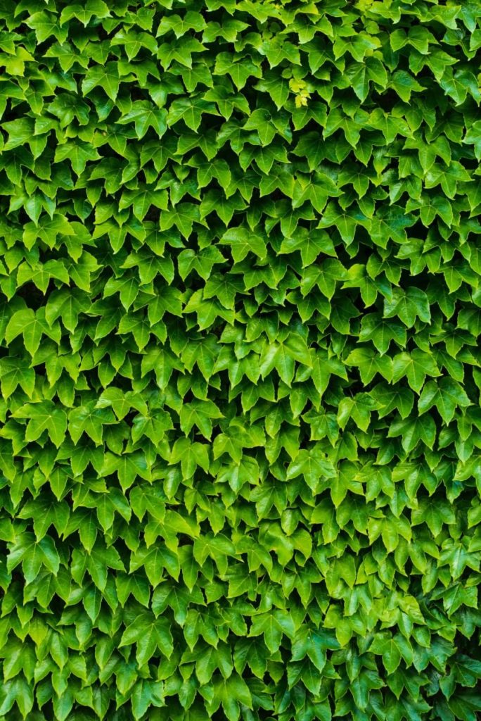 20 Different Types of Ivy Around the World