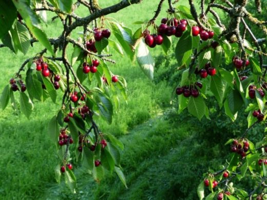 17 Different Types of Cherry Trees Around the World
