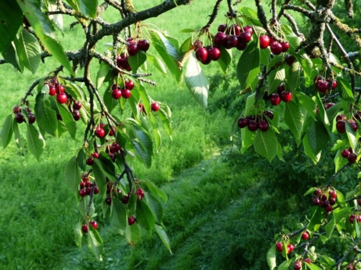 17 Different Types of Cherry Trees Around the World