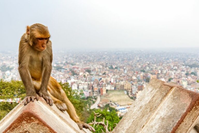 13 Types of Monkeys from Around the World