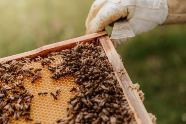 Is Beekeeping Ethical? 6 Things To Know