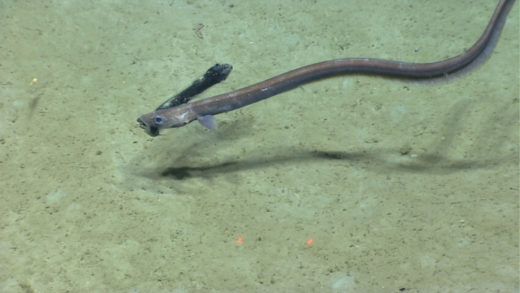 What Lives In The Deepest Part of the Ocean? 7 Incredible Mariana ...