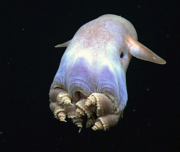 What Lives In The Deepest Part of the Ocean? 7 Incredible Mariana ...