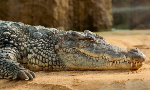 Do Alligators Have Tongues? Here's What You Need to Know