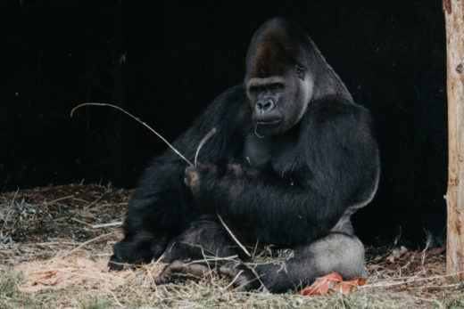 Western Lowland Gorilla: Why Is It Endangered?