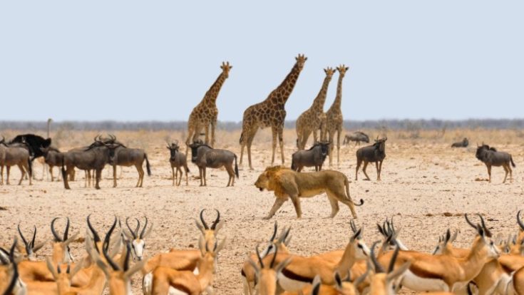 How Similar is Human DNA to Other Animals?