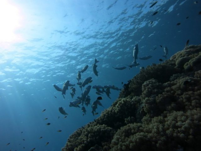 What is Overfishing? Examples & Solutions to Prevent