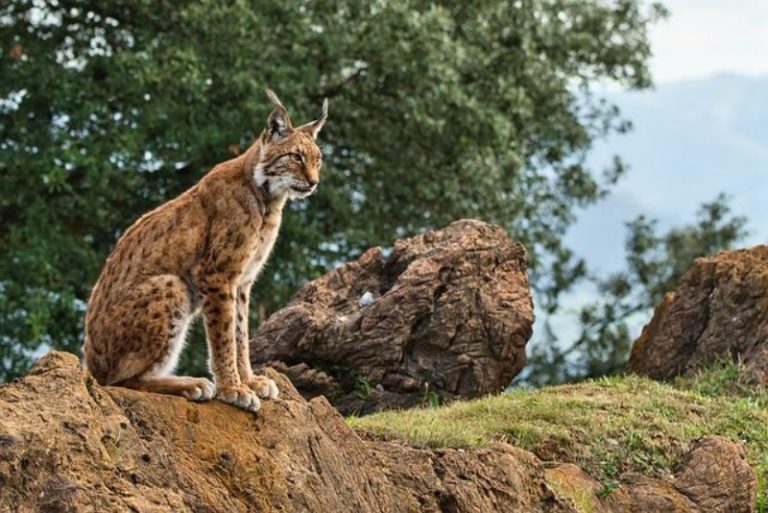 17 Interesting Mexican Bobcats Facts