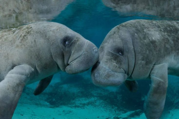 5 Different Types of Manatees to Know