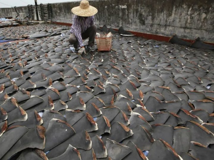 Shark Finning: A History Of Shark Abuse