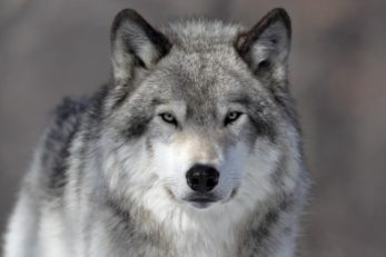 17 Encouraging Endangered Species Success Stories