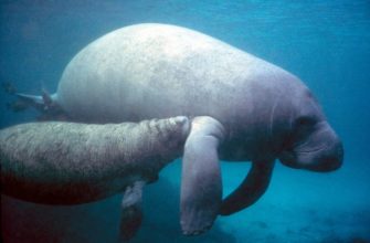 5 Different Types of Manatees to Know