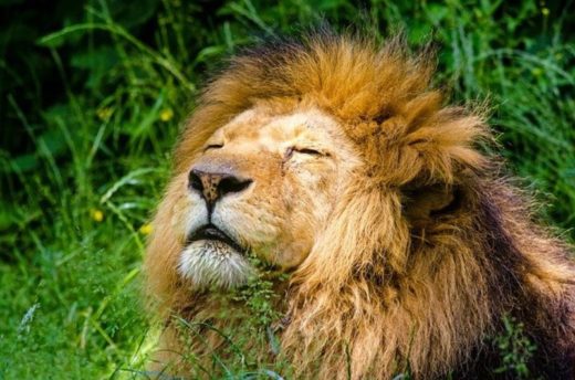 Why are Lions the King of the Jungle?