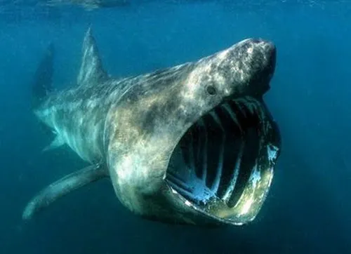 Basking Sharks: The Vulnerable Gentle Giant