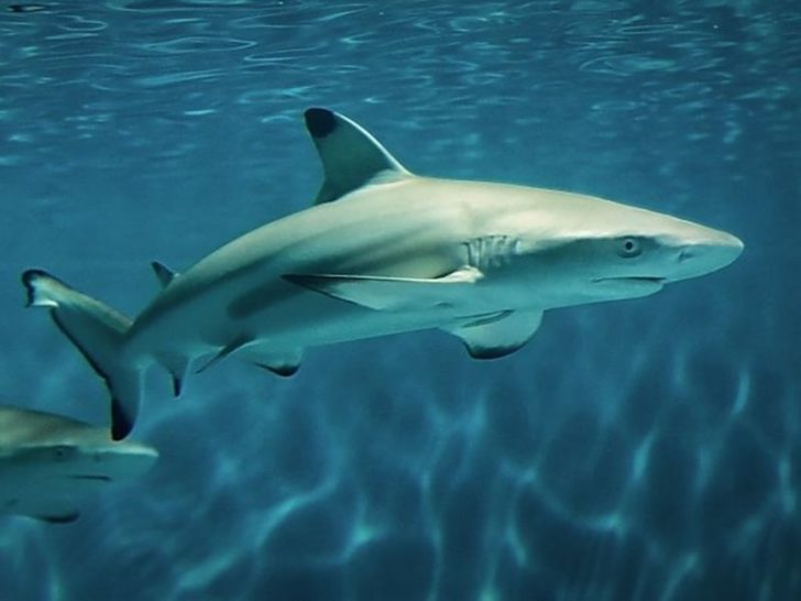 Black Tip Sharks: Are They Endangered?