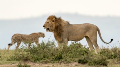 What Are The Effects of Overharvesting?