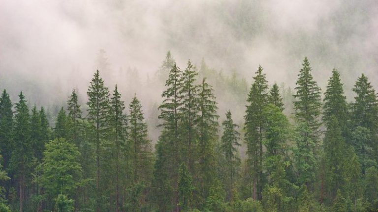 11 Different Types of Coniferous Trees