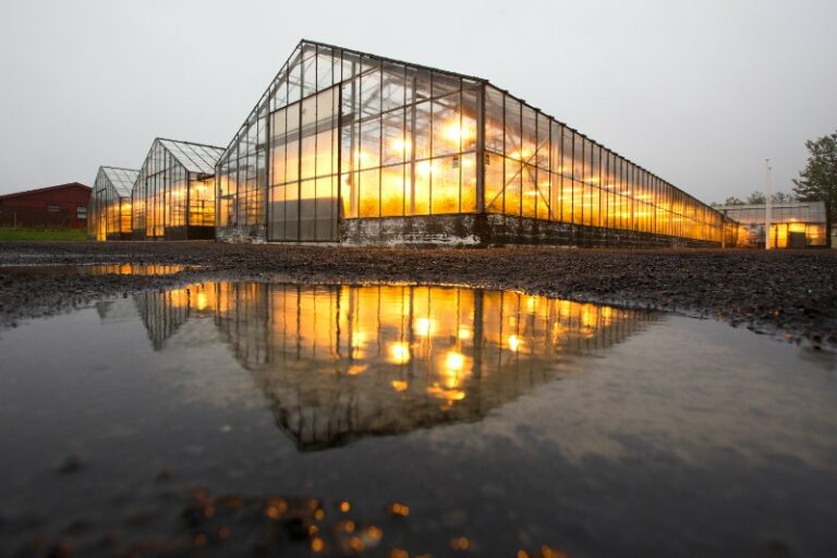 How to Choose the Right Greenhouse Size