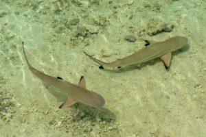Black Tip Sharks: Are They Endangered?