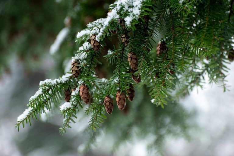 11 Different Types of Coniferous Trees