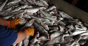 What Are The Effects of Overharvesting?