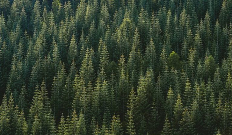 11 Different Types of Coniferous Trees