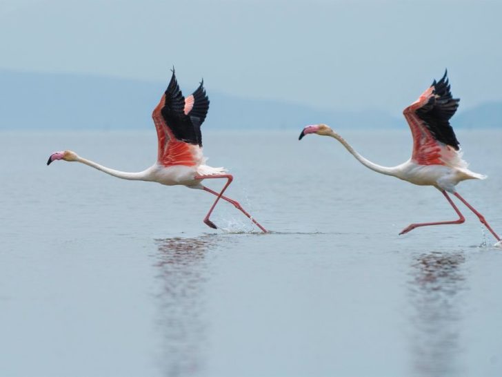 Andean Flamingo: Why is it Endangered?