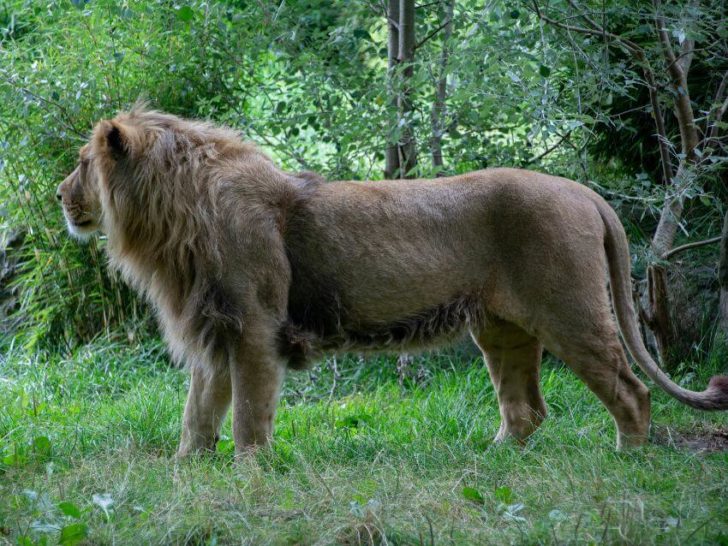 Asian Lion: Why Is It Endangered?