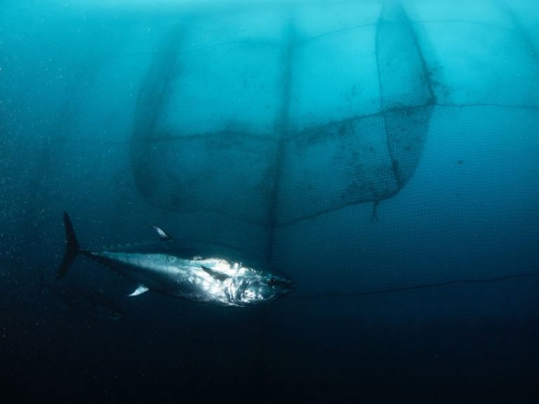 Bluefin Tuna: Why Is It Endangered?