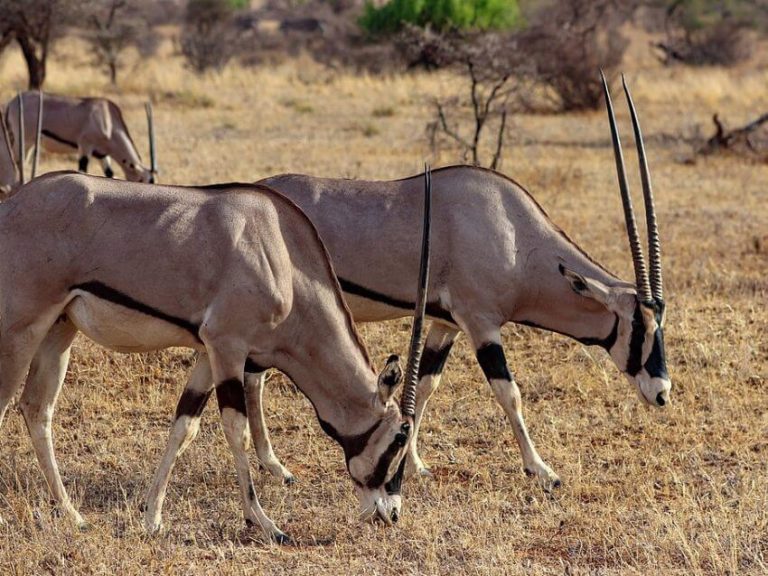 Arabian Oryx: Is It Currently Endangered?