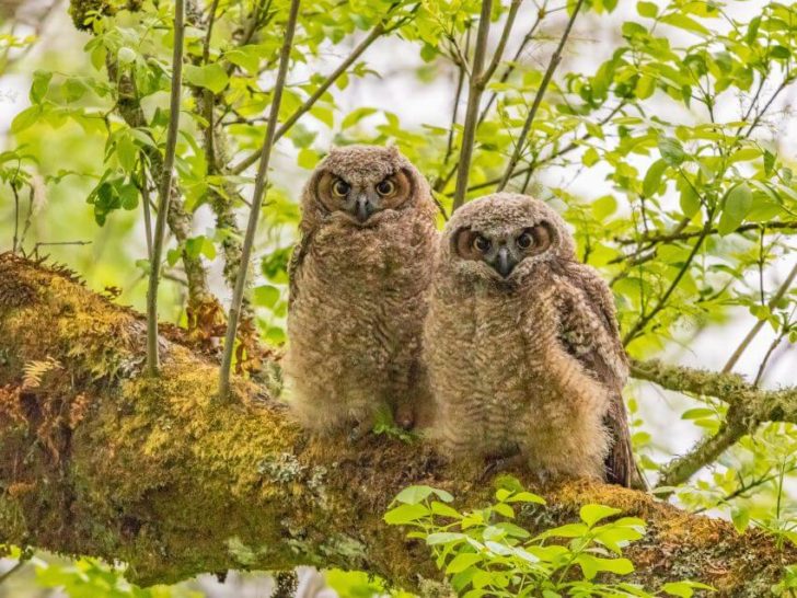 Forest Owlet: Why is it critically endangered?