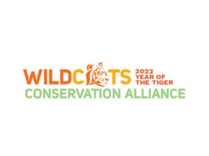 Amur Leopard: Why is it Endangered?