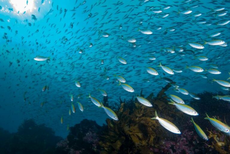 Is a Fish an Animal? Here's What You Need to Know