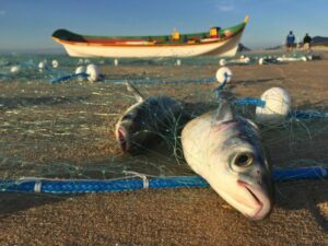 What is Overfishing? Examples & Solutions to Prevent