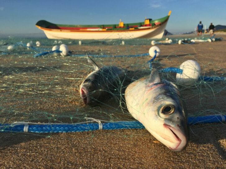 What is Overfishing? Examples & Solutions to Prevent