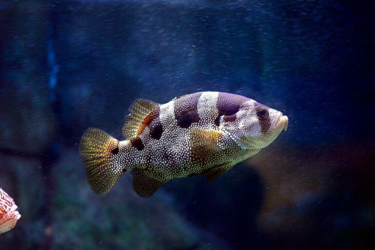 Is a Fish an Animal? Here's What You Need to Know